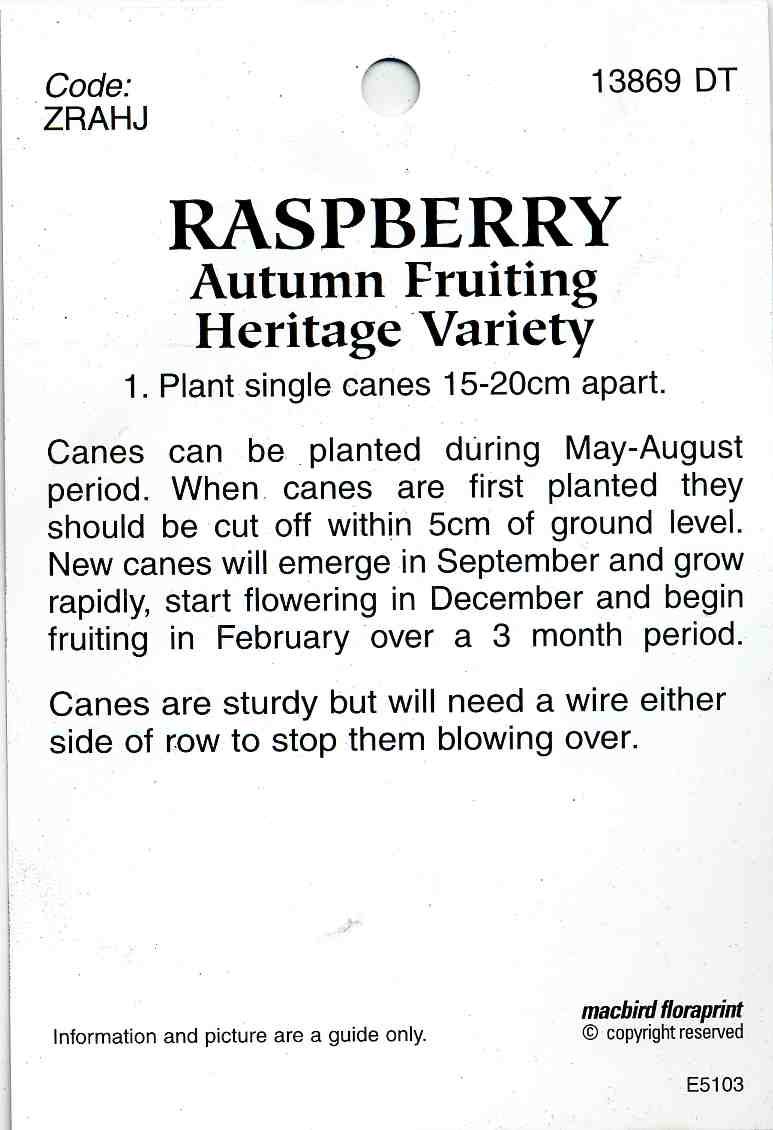 Raspberry Buy Raspberries Autumn Fruiting Heritage Variety. Crops